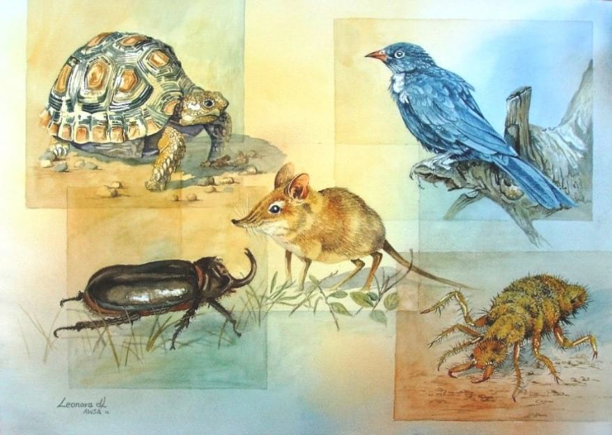 Who are THE LITTLE 5? - Alexandra's Africa