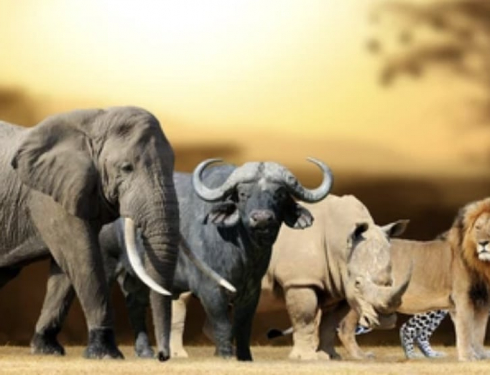 Who are THE LITTLE 5? - Alexandra's Africa